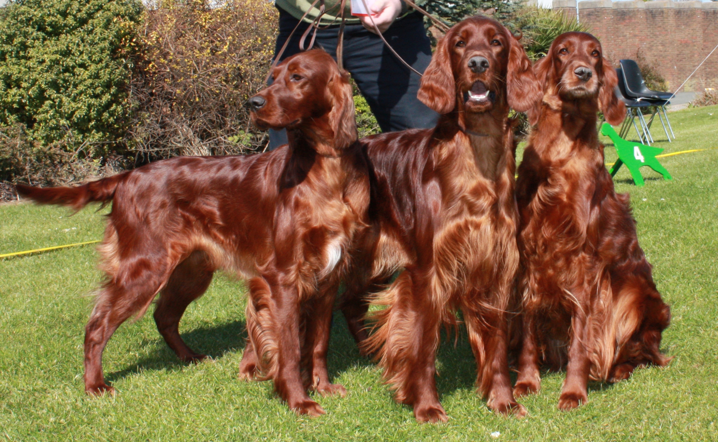 Irish Red Setter Club – Promote and Preserve the Irish Red Setter
