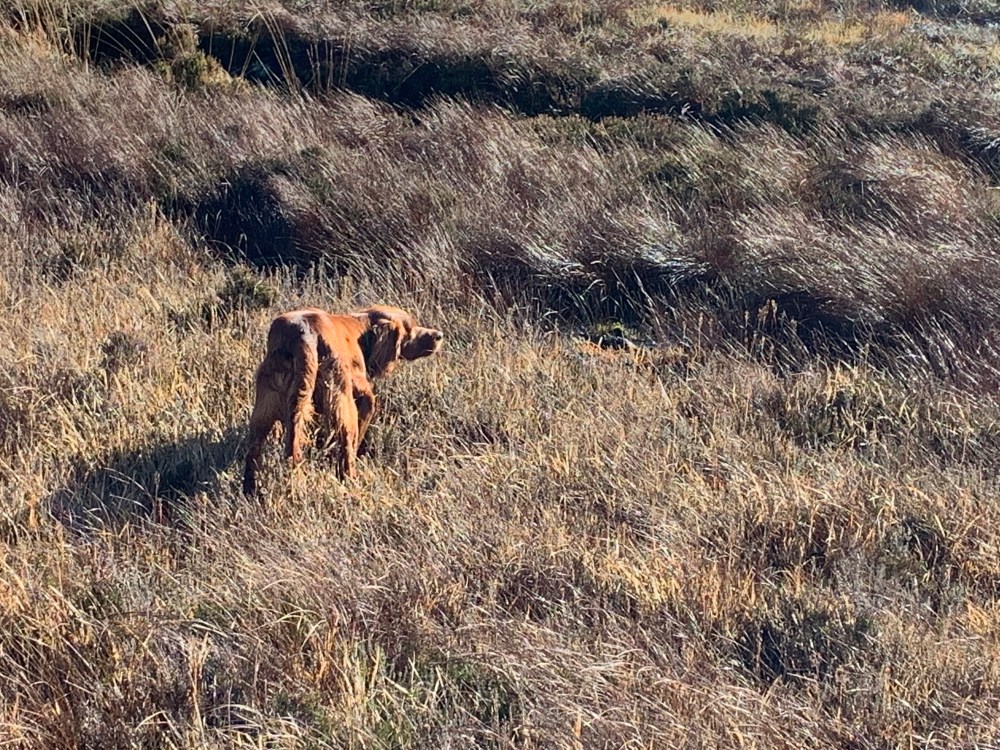 Foundation Of The Breed – Irish Red Setter Club